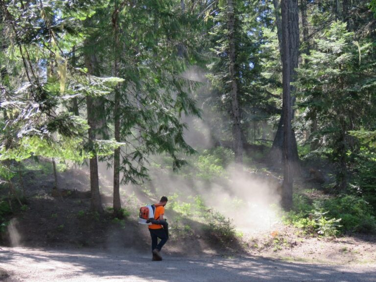 Northern Lakes Tree Service – Low-Impact Tree Service