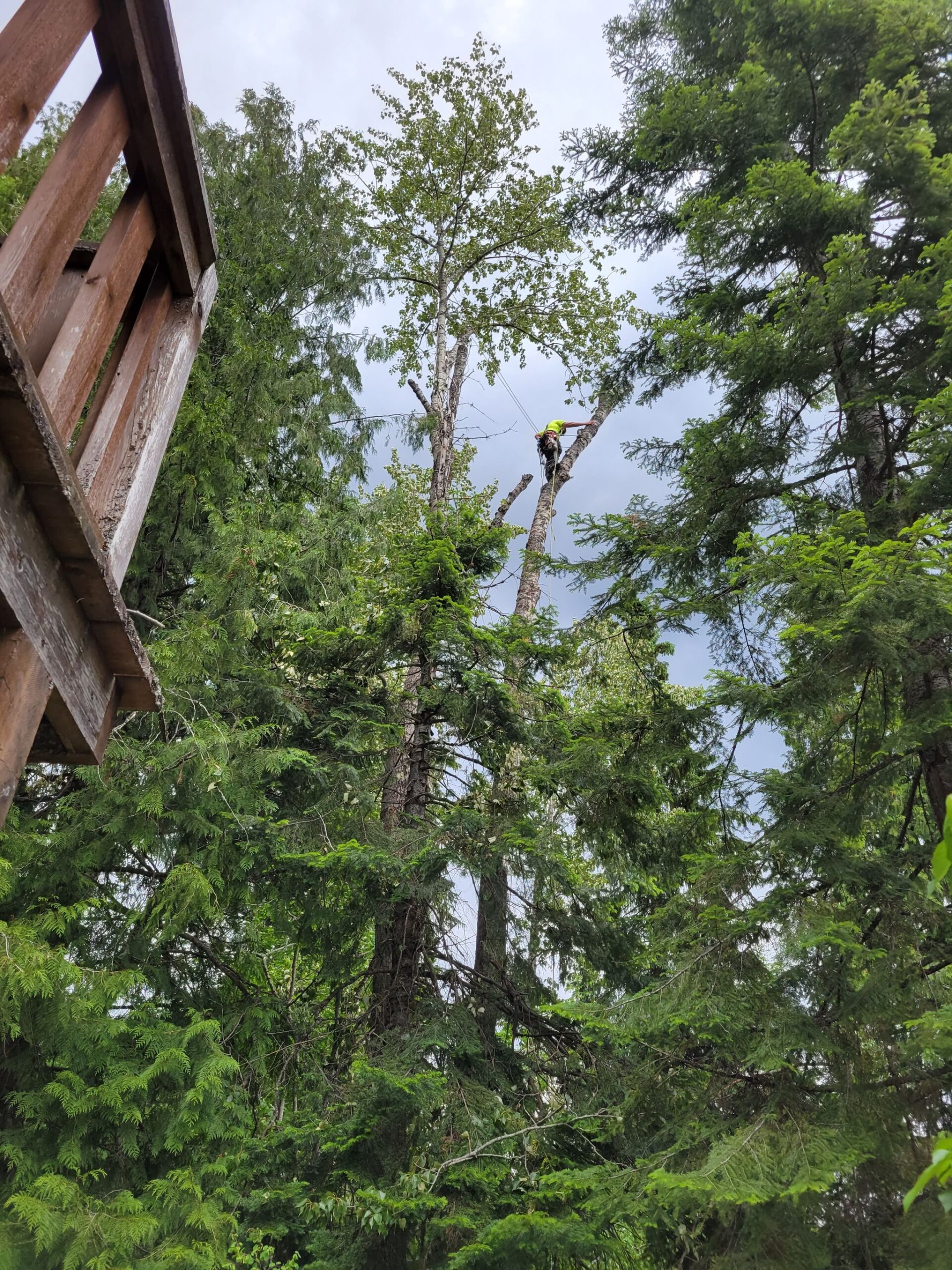Northern Lakes Tree Service - Tree Removal in Priest Lake, Idaho