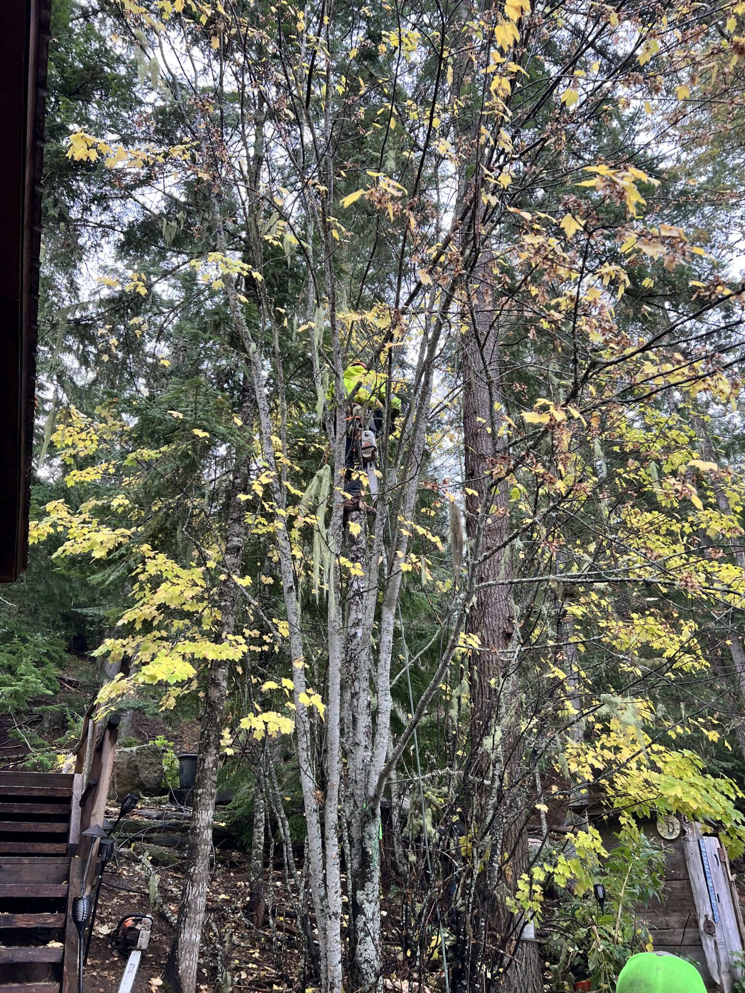 Northern Lakes Tree Service – Low-Impact Tree Service