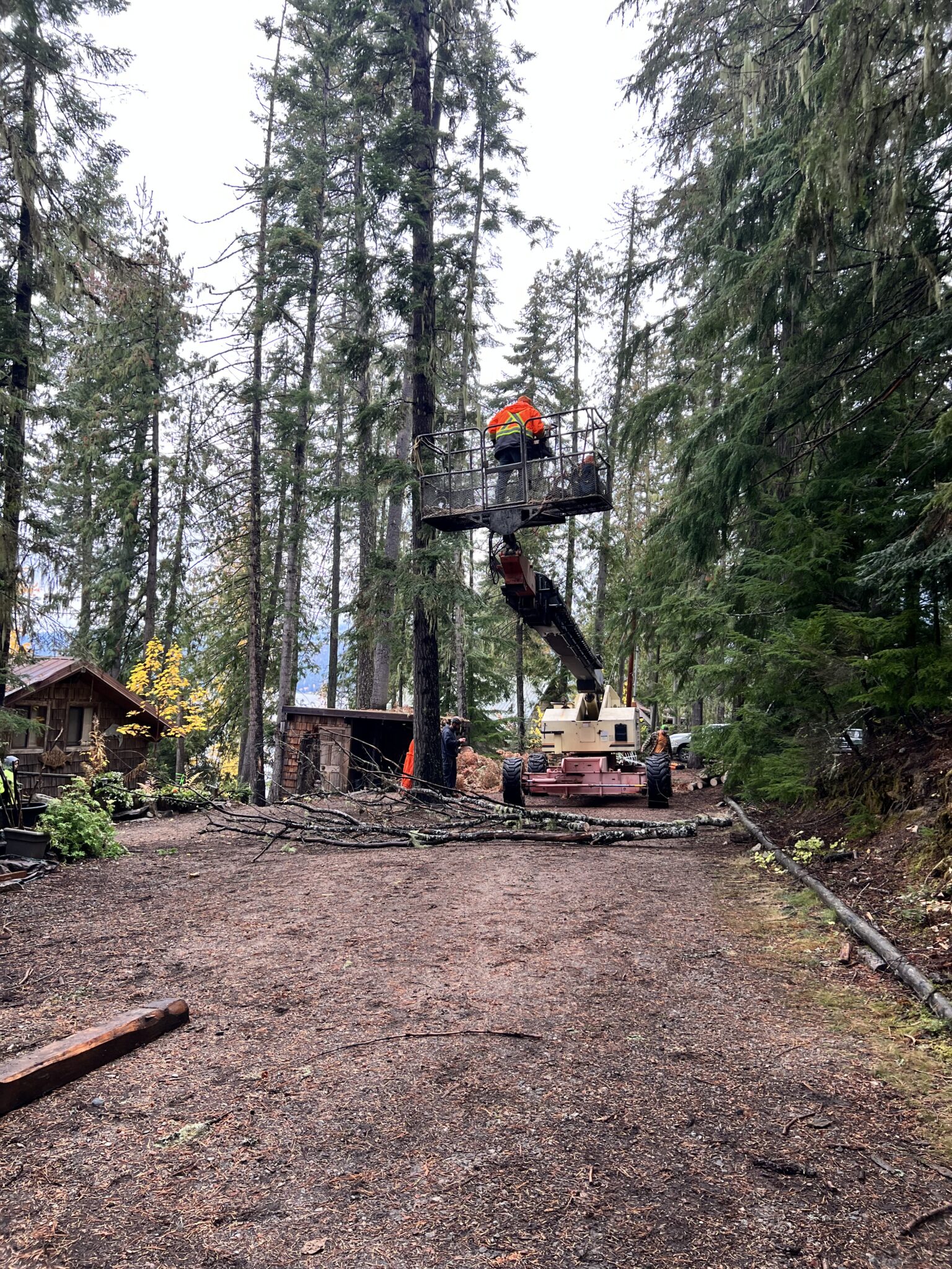 Home | Northern Lakes Tree Service