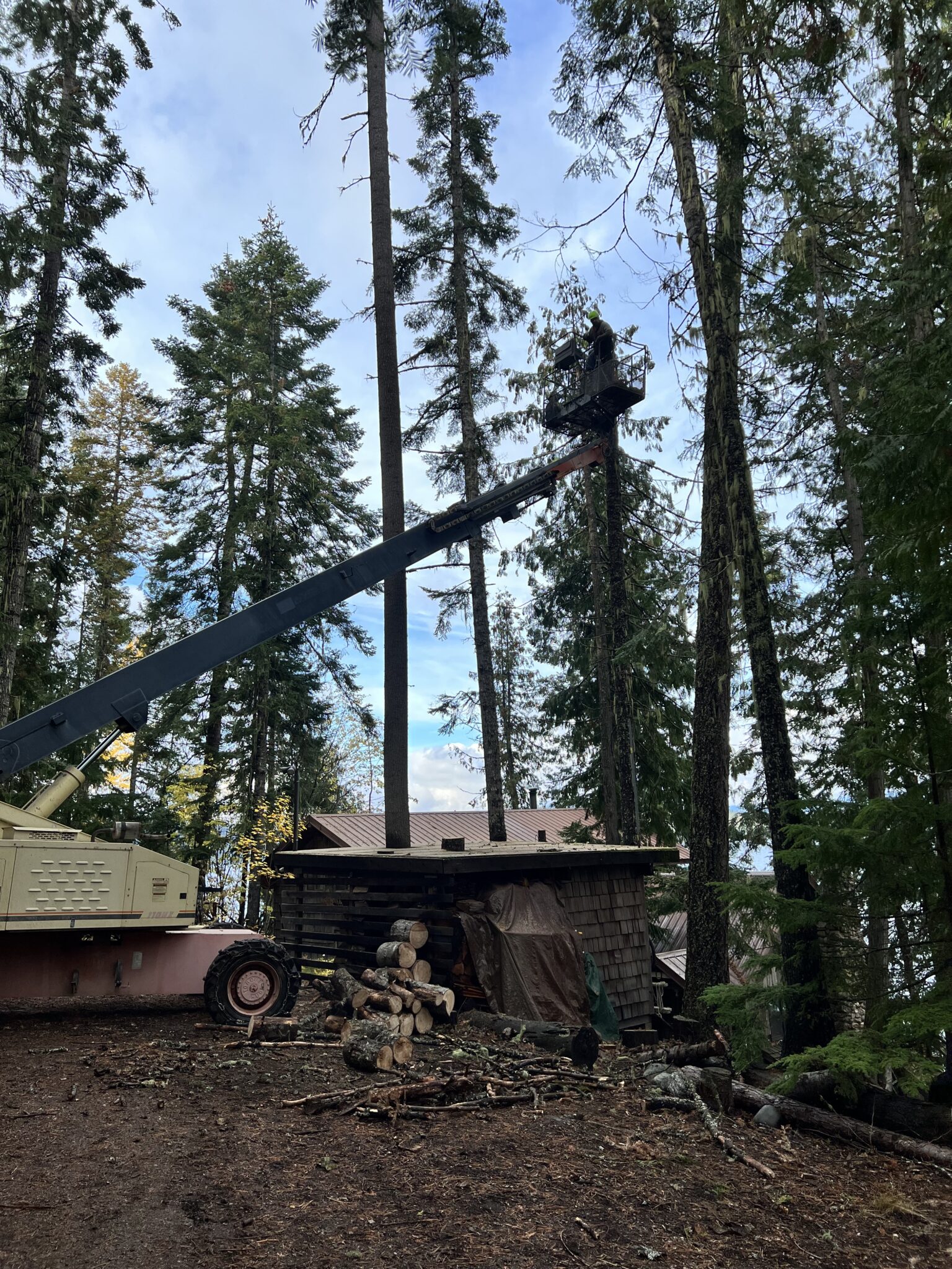 Northern Lakes Tree Service – Low-Impact Tree Service