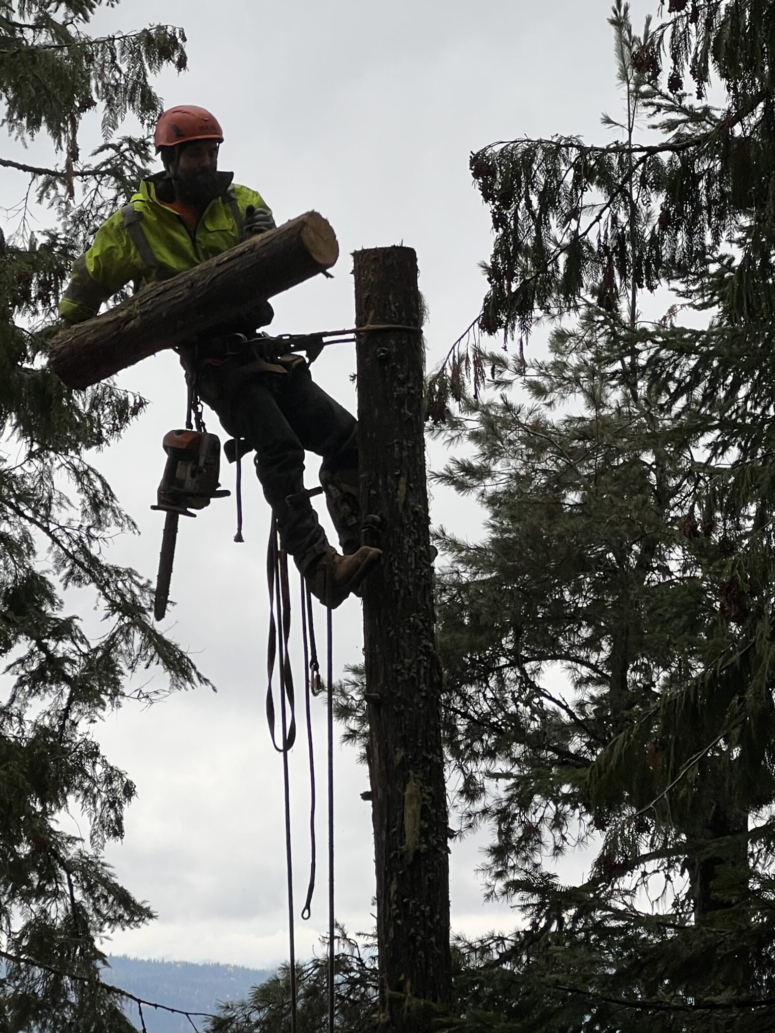 Northern Lakes Tree Service – Low-Impact Tree Service