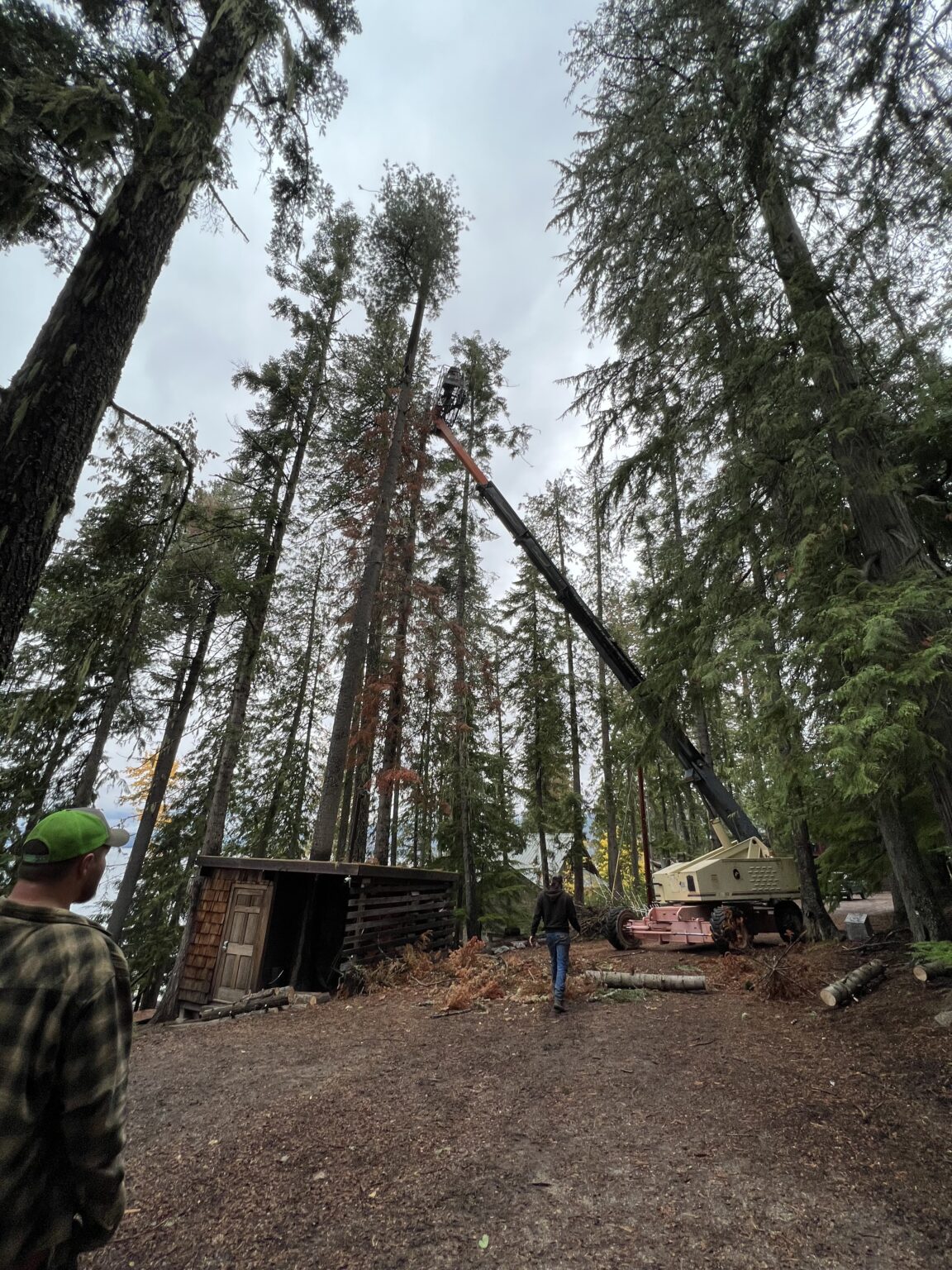 Northern Lakes Tree Service – Low-Impact Tree Service