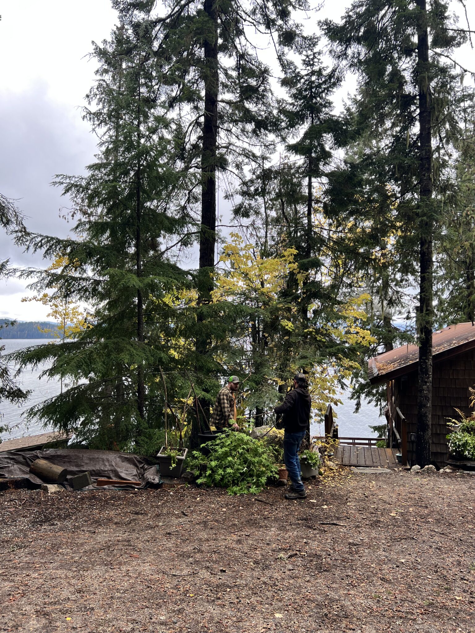 Northern Lakes Tree Service – Low-Impact Tree Service